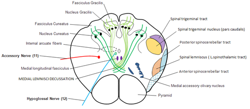 Brain Stem - RME